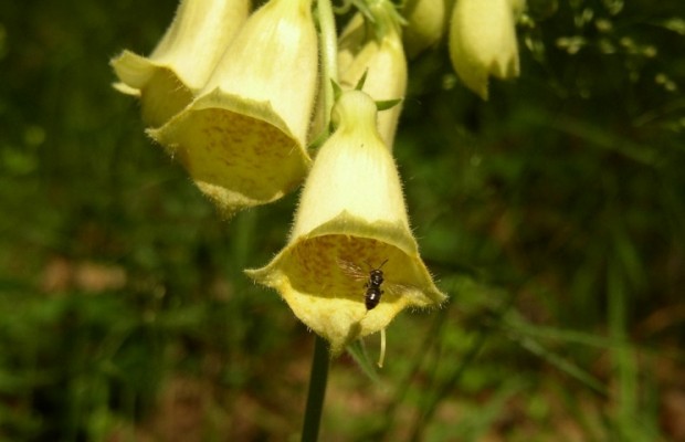 Paleolitik İnsanlar Silahlarında Zehir Kullandı mı? - Arkeofili
