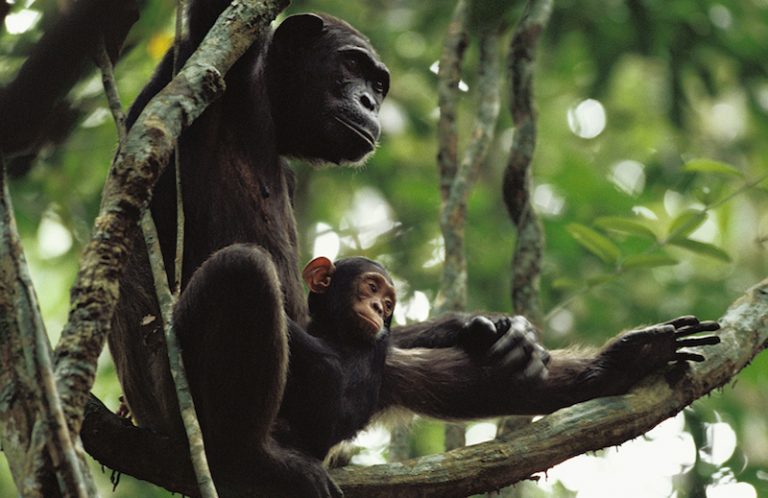 Anne Şempanze Yavrusuna Yemek Yemek İçin Alet Kullanmayı Öğretiyor ...