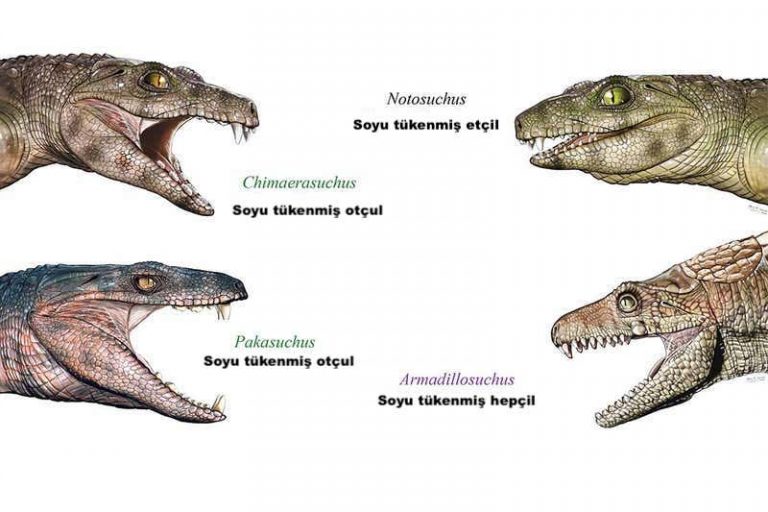 Bazı Soyu Tükenmiş Timsahlar Vejetaryendi - Arkeofili