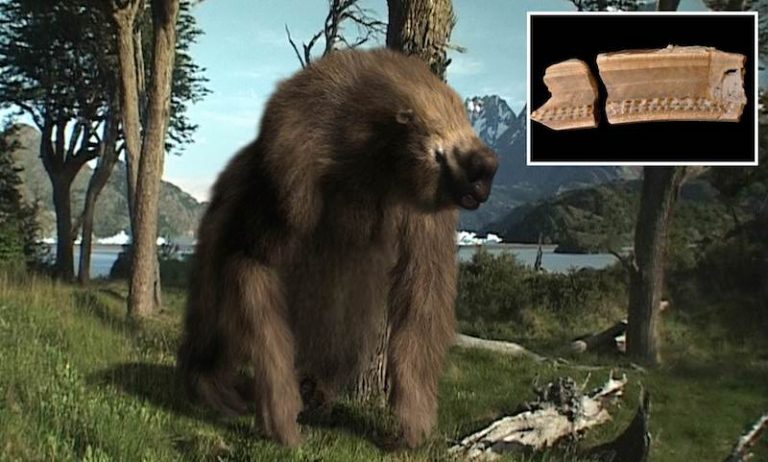 27.000 Yıllık Dev Tembel Hayvan Dişi Bulundu - Arkeofili