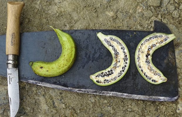 Muzun Üç Gizemli Ata Türü Ortaya Çıktı - Arkeofili