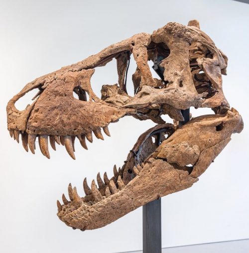 Maximus Adlı T. Rex Kafatası Açık Artırmaya Çıkıyor - Arkeofili