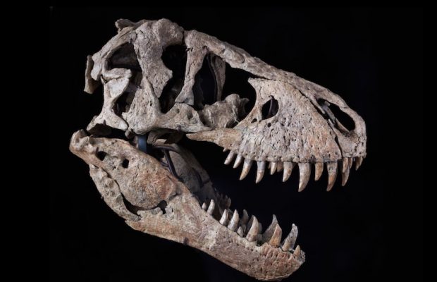 Maximus Adlı T. Rex Kafatası Açık Artırmaya Çıkıyor - Arkeofili