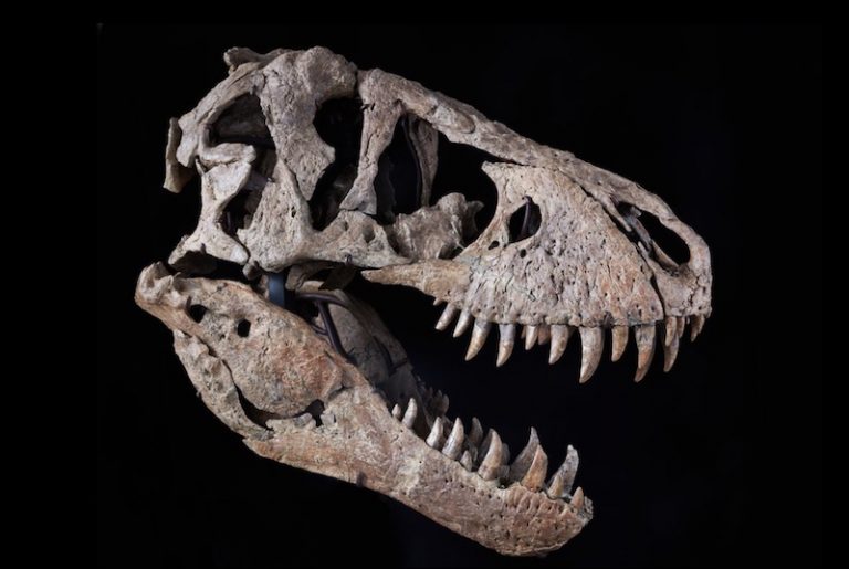 Maximus Adlı T. Rex Kafatası Açık Artırmaya Çıkıyor - Arkeofili