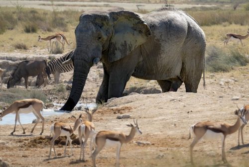 Hayvanların Boyut Olarak Büyümesinin Bir Sınırı Var Mı? - Arkeofili