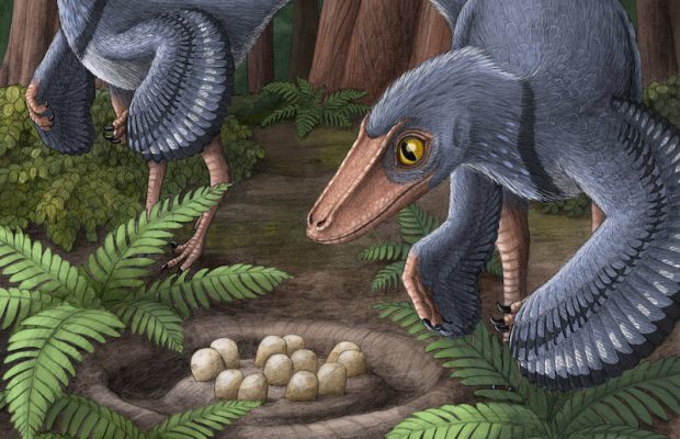 Troodon Ortak Yuvalara 4-6 Yumurta Bırakıyordu - Arkeofili