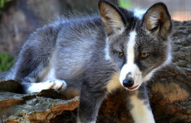 Evcil Hayvanlar Neden Benzer Özellikler Evrimleştiriyor? - Arkeofili