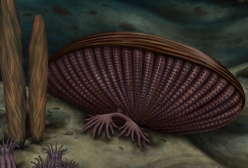 Fosiller, Hayvanların Evrimindeki Boşluğu Dolduruyor - Arkeofili