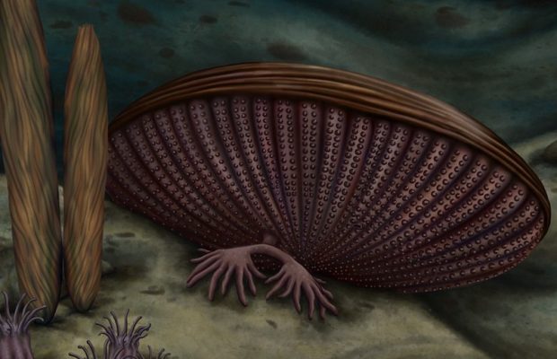 Fosiller, Hayvanların Evrimindeki Boşluğu Dolduruyor - Arkeofili