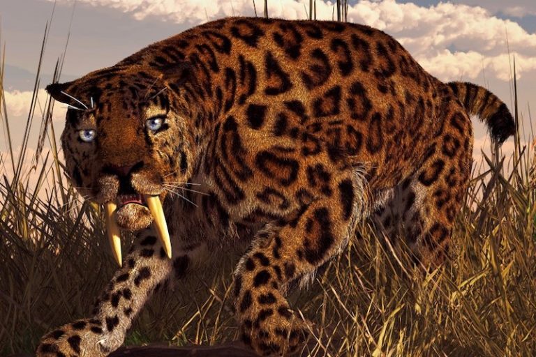 Güney Afrika'da 5 Milyon Yıllık İki Kılıç Dişli Kedi Türü Keşfedildi ...